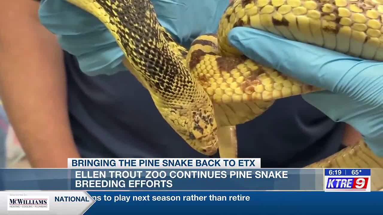 Ellen Trout Zoo sees success in 13-year effort to breed, save ...