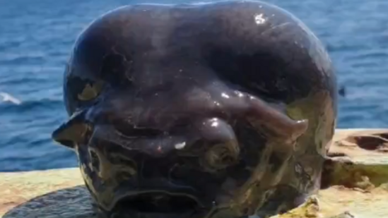 ‘Alien’ marine creature discovered by Russian fisherman | Video