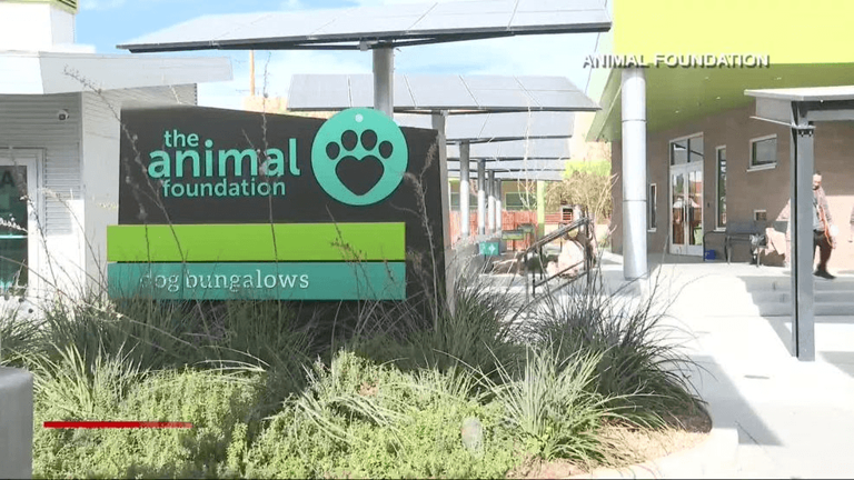 The Animal Foundation asking for assistance after dog kennel space ...