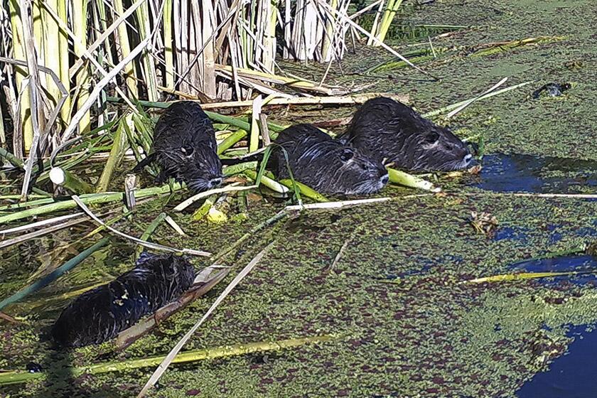Could putting swamp rat on your dinner plate help save California ...