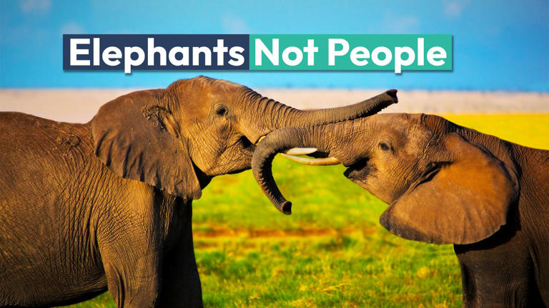 Elephants Aren't People, Colorado Supreme Court Rules