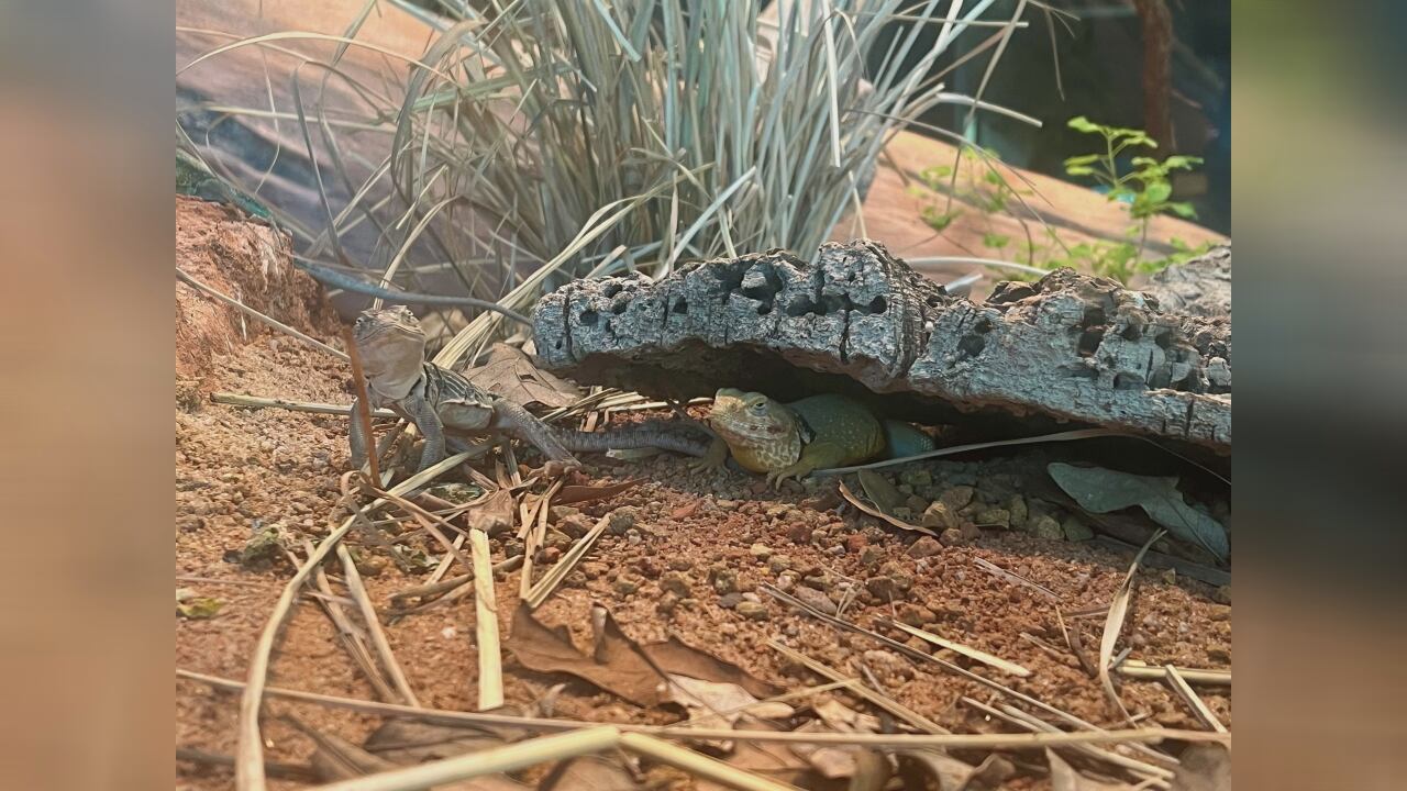 OKC Zoo welcomes 12 Eastern Collared Lizards to habitat