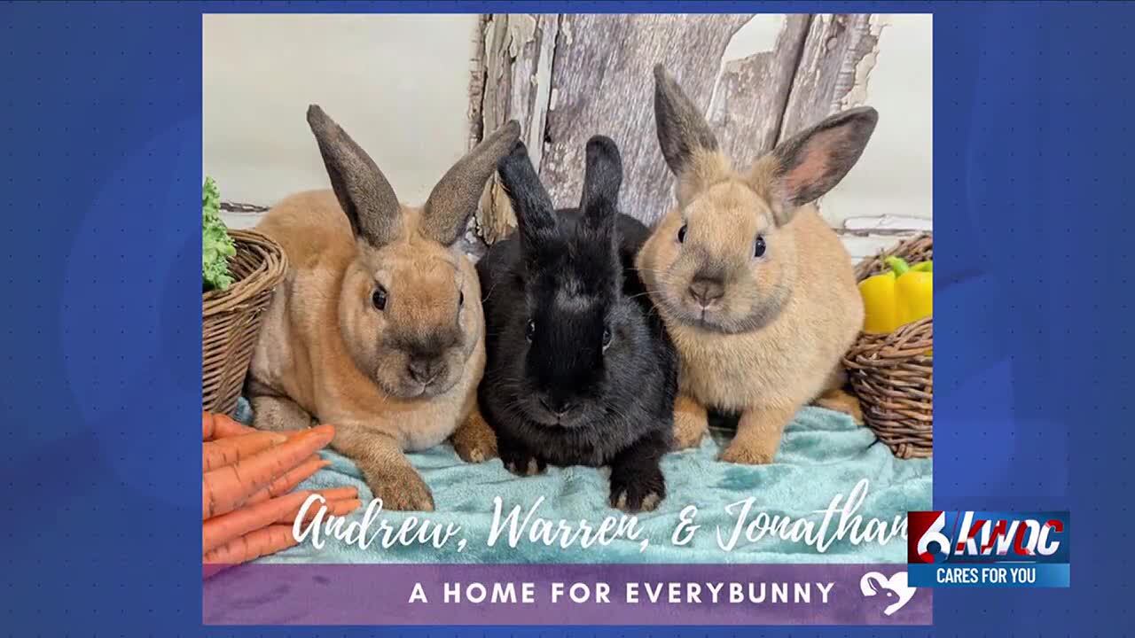 Iowa’s only rabbit rescue on mission to educate public on bunny care ...
