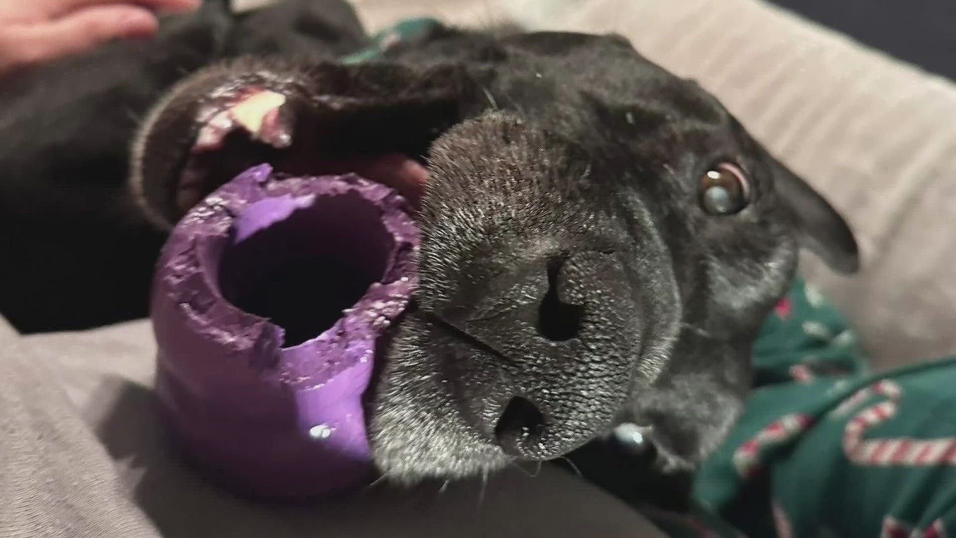 WHAS11 Shelter Star: Meet the adorable Jace