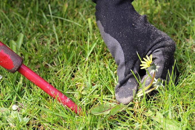 13 Tips for Getting Rid of Crabgrass for Good