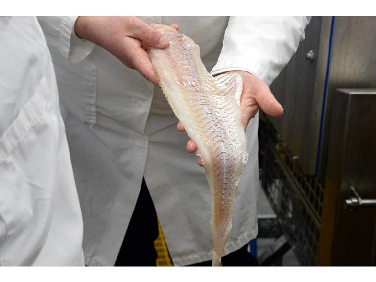 More fish, for now: Offshore welcomes latest NL northern cod assessment ...