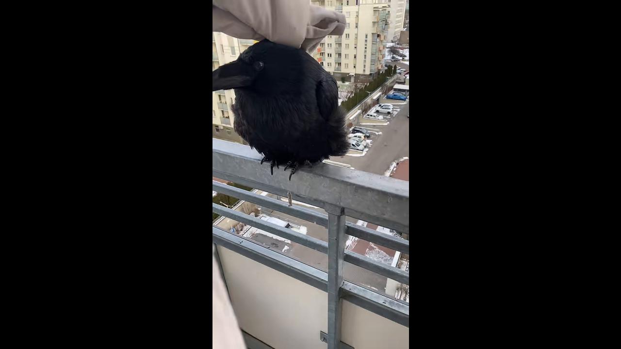 Young Raven Gets Pets