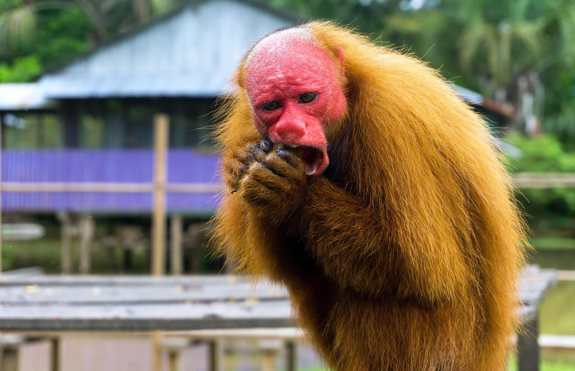 The world's strangest creatures barely look real