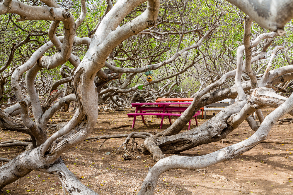 Florida’s “Beach Apple” Tree is So Dangerous, It’s in the Guinness Book ...