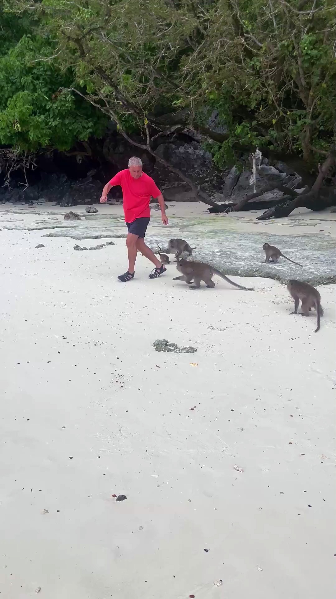 Tourist has a hilariously unpleasant encounter with grumpy monkeys in ...