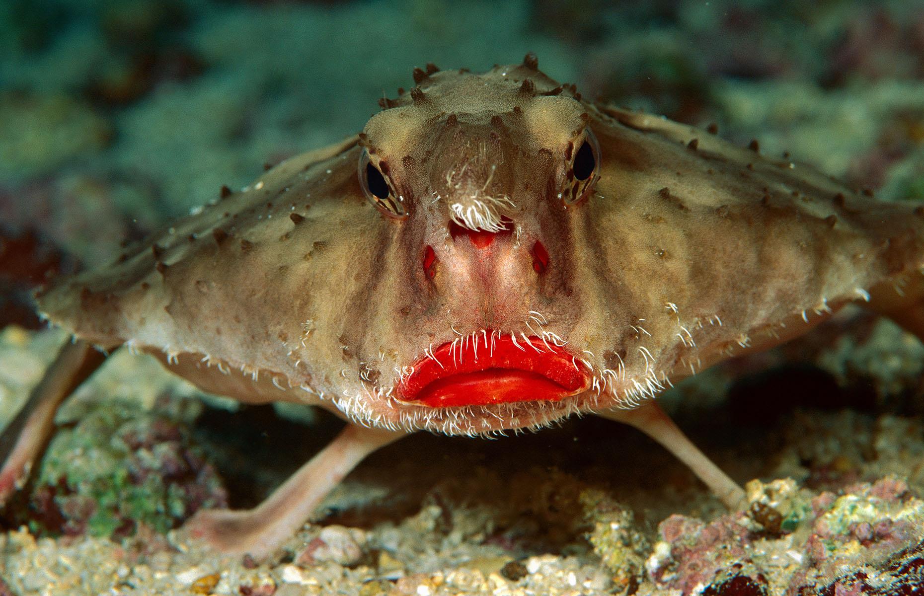 The world's strangest creatures barely look real