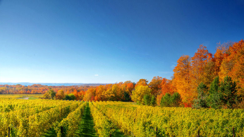 The Heart Of Southwest Michigan's Wine Country Boasts A One-Of-A-Kind ...