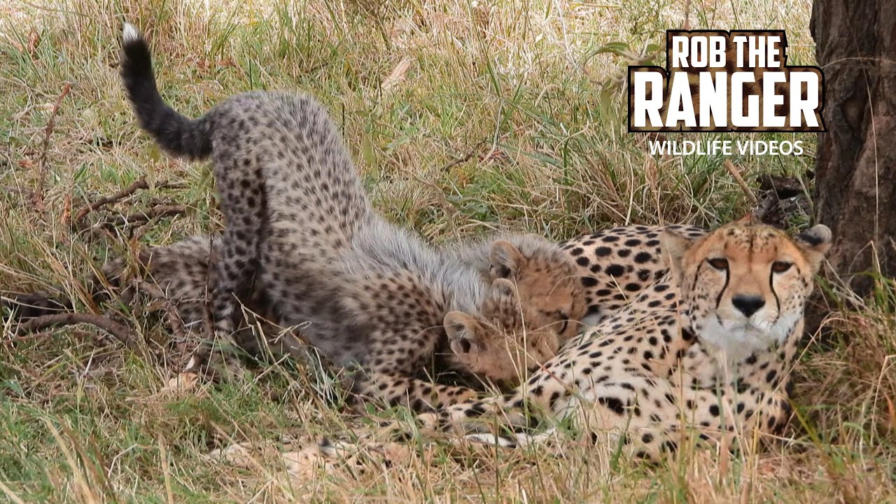 Watch cheetah and cubs explore Mara North on this epic safari tour
