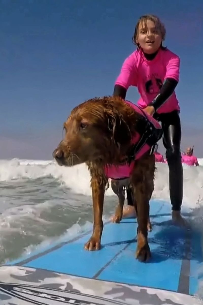 Ricochet, The Surfing Therapy Dog Changing Lives