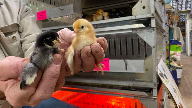 Beak business | Chick sales rising in Central Georgia as egg costs soar