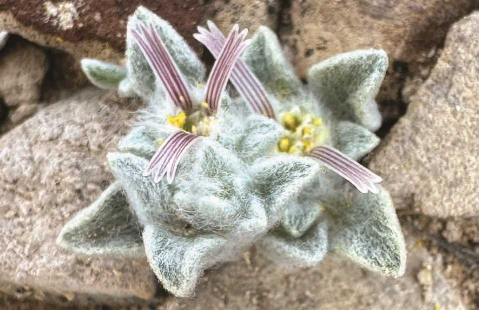 Meet the 'wooly devil,' a new fuzzy plant species discovered in Texas ...