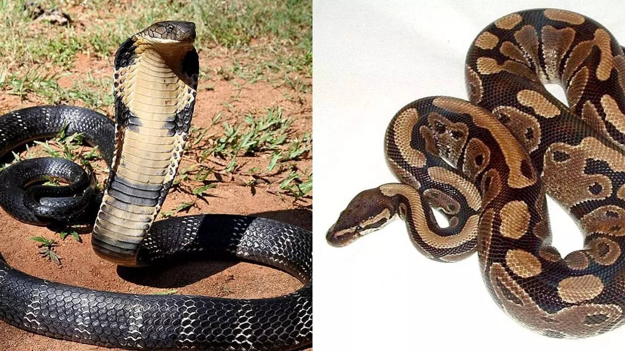 King cobra vs python: Physical characteristics, venom, habitat, and who ...
