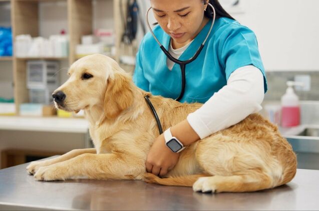 Learn How to Recognize the Early Signs of Heart Disease in Your Dog