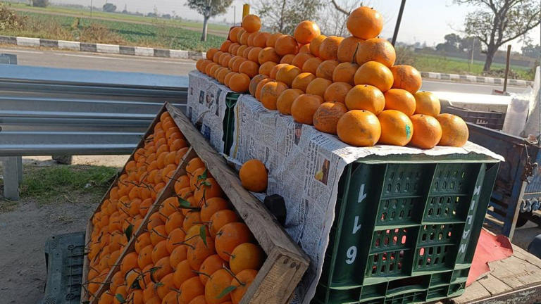 How Agra turned kinnows into orange gold in 10 yrs. It started with one ...