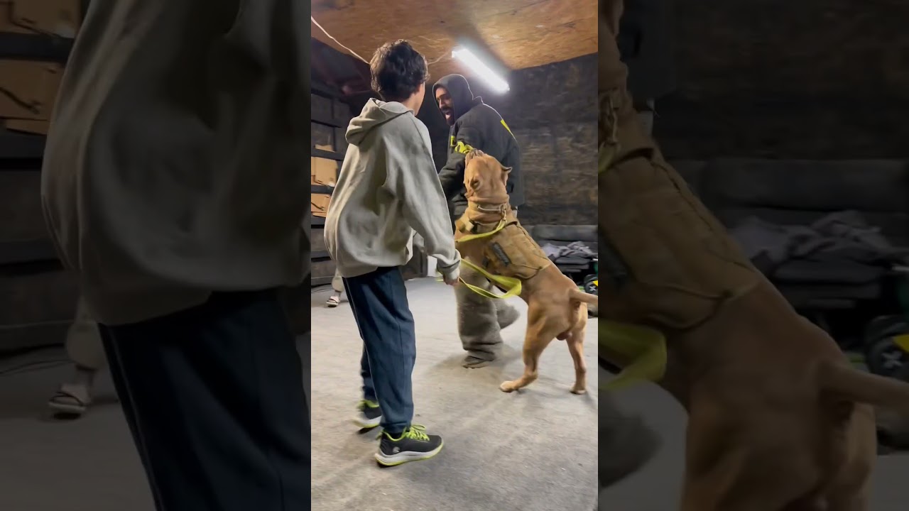 Pit bull shows incredible tactical skills to protect his owner