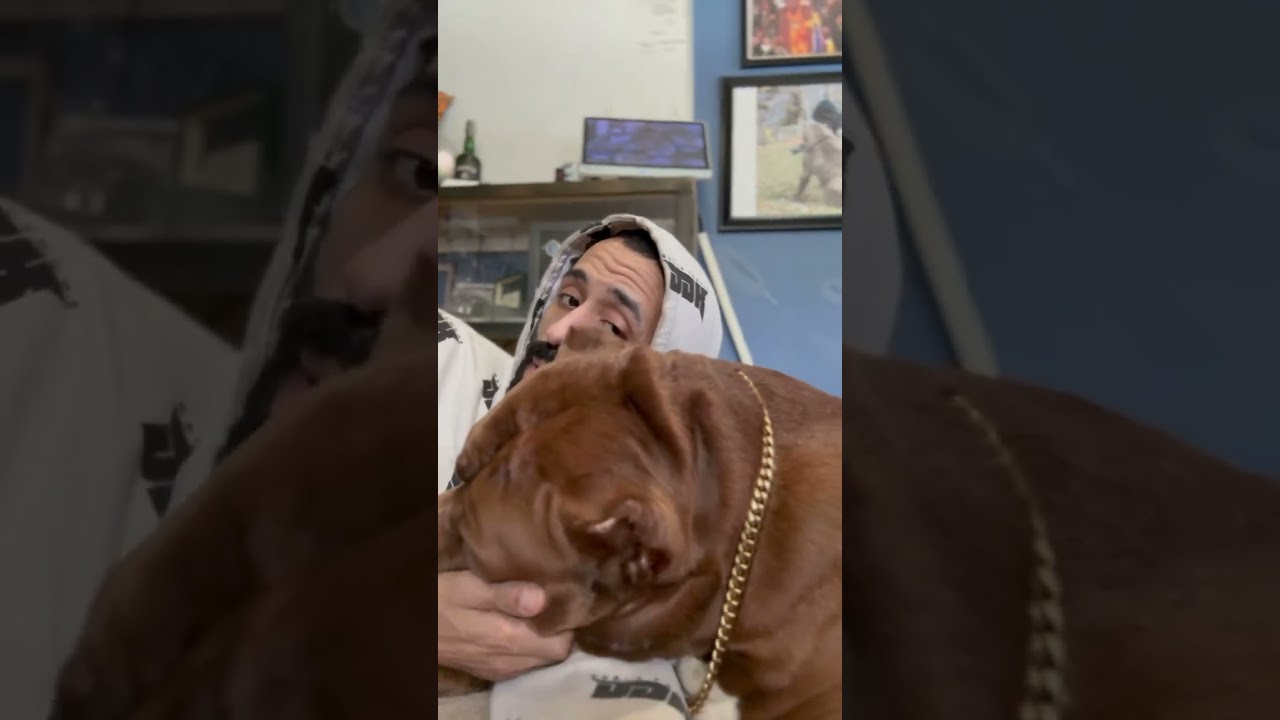 Comparing patience between big dogs and small dogs