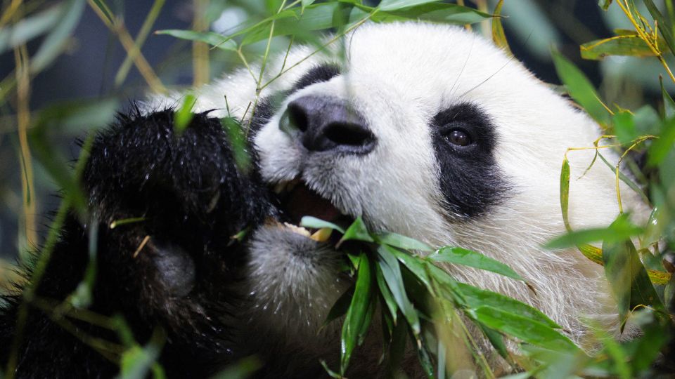Pandas eat bamboo instead of going with their gut. Scientists explain why