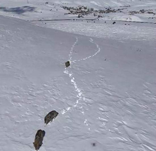 Kurt sürüsü kar üstünde yiyecek aradı