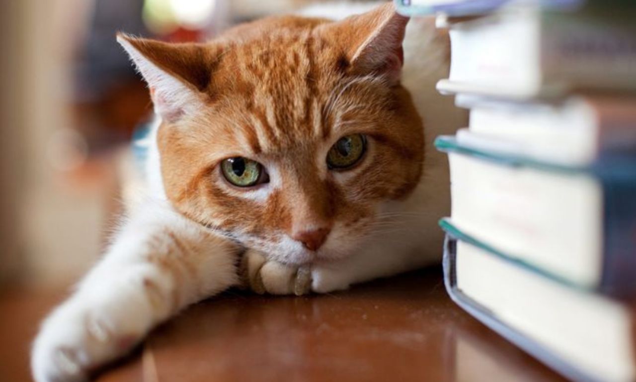 Las 5 cosas que jamás te pueden faltar si eres dueña de un gato