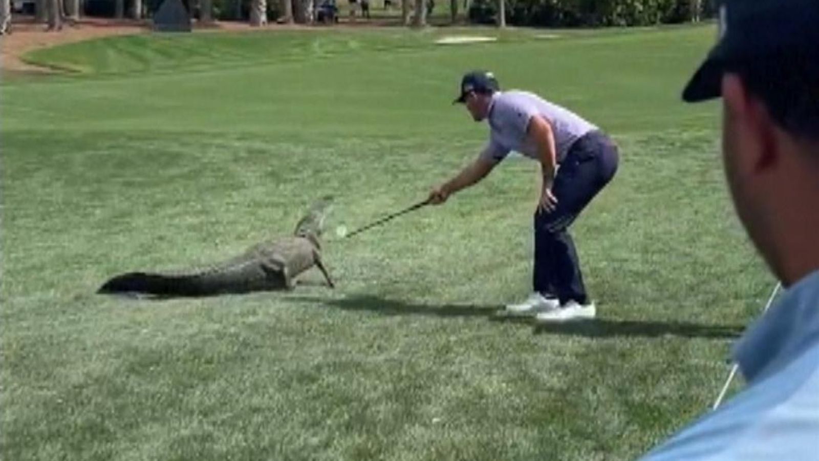 Golfer fends off alligator with club.