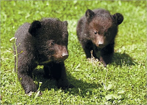 With bear numbers rising, experts urge stronger tracking in Jirisan