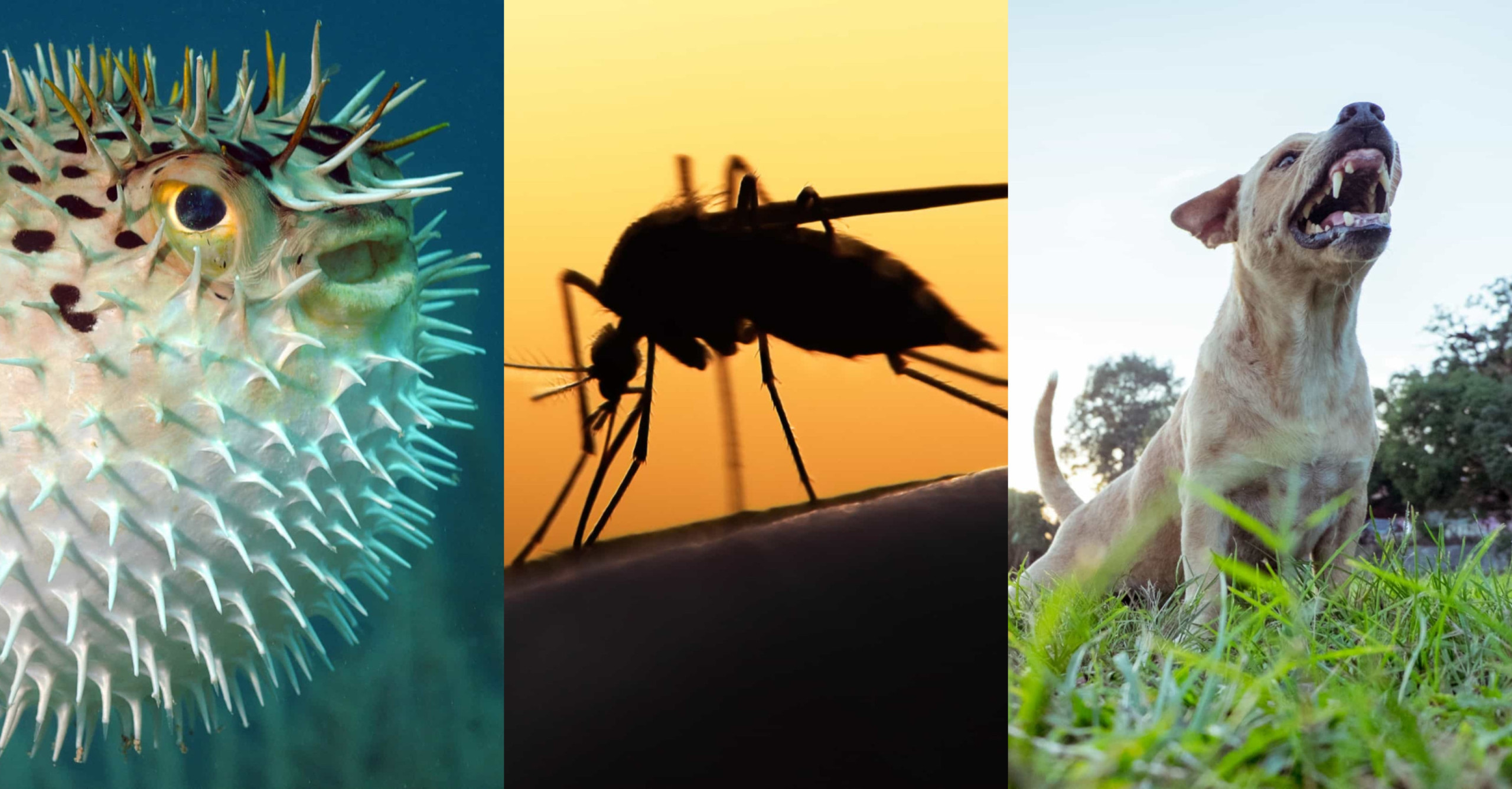 Créatures mortelles : la faune la plus dangereuse de la planète