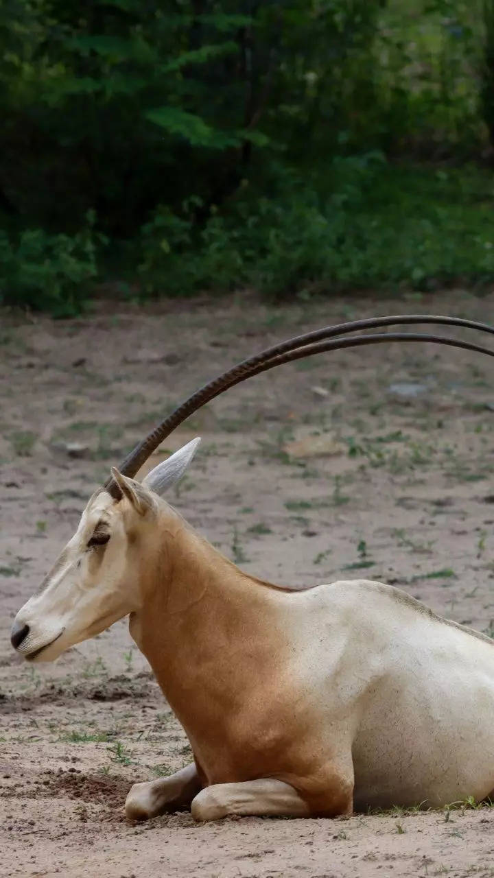 10 animals with most unique horns