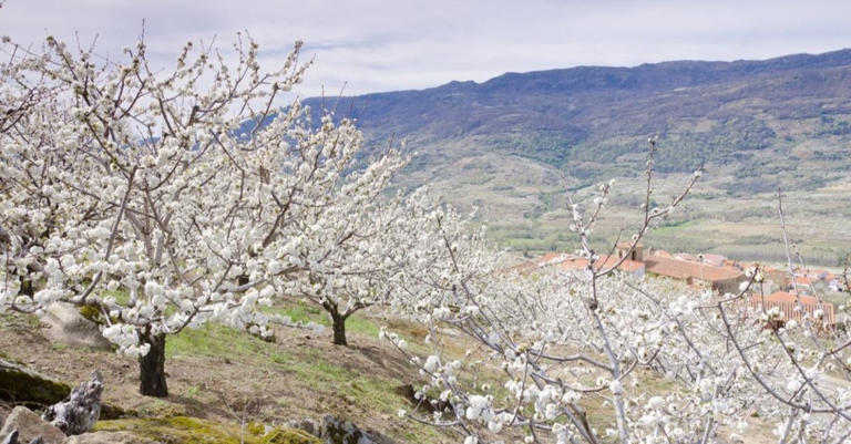 Cherry blossoms Spain 2025: visit Valle del Jerte, home to Spain's most beautiful blooms