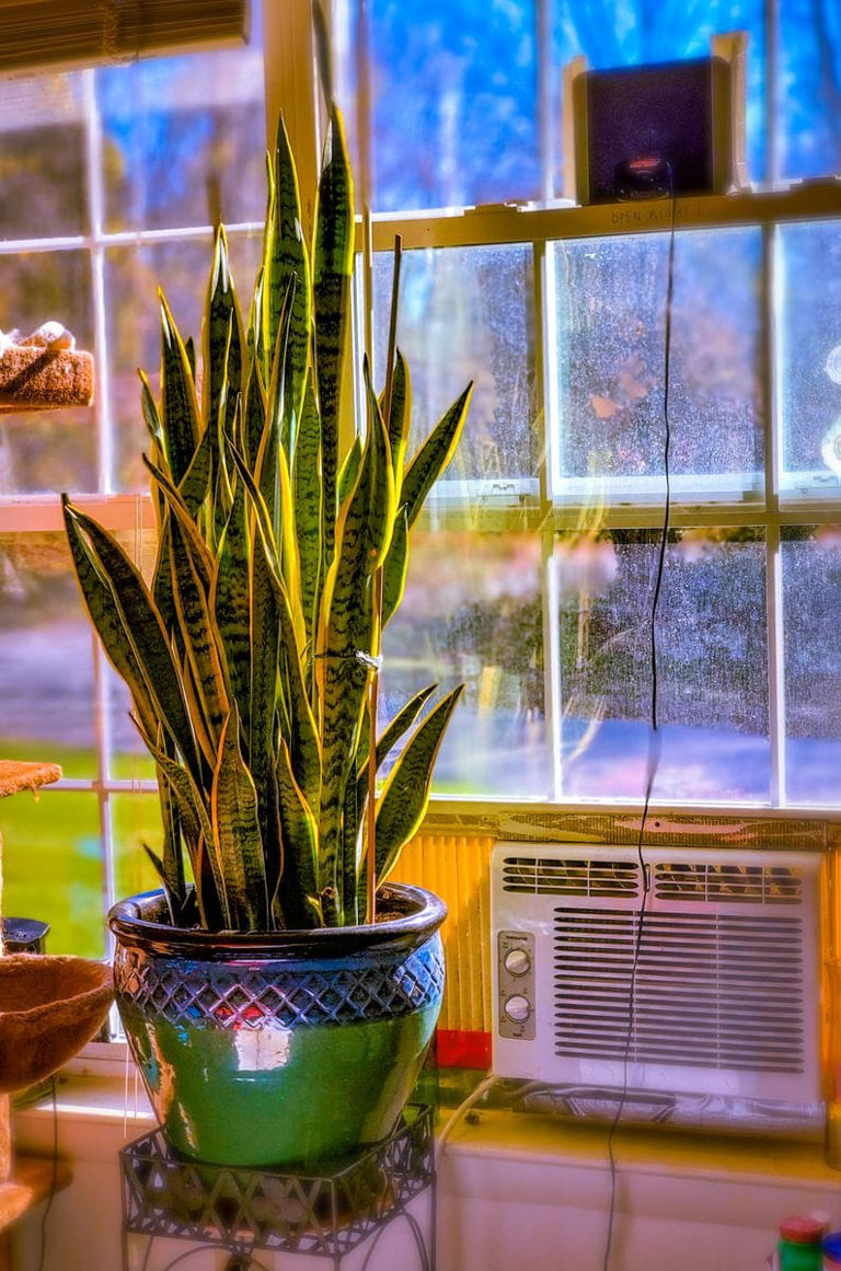Snake plant: The ultimate guide to care, placement & benefits
