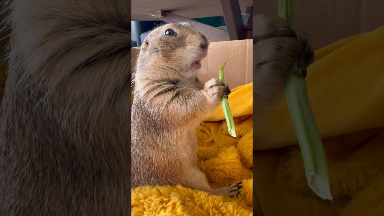 Prairie dog creates relaxing ASMR sounds