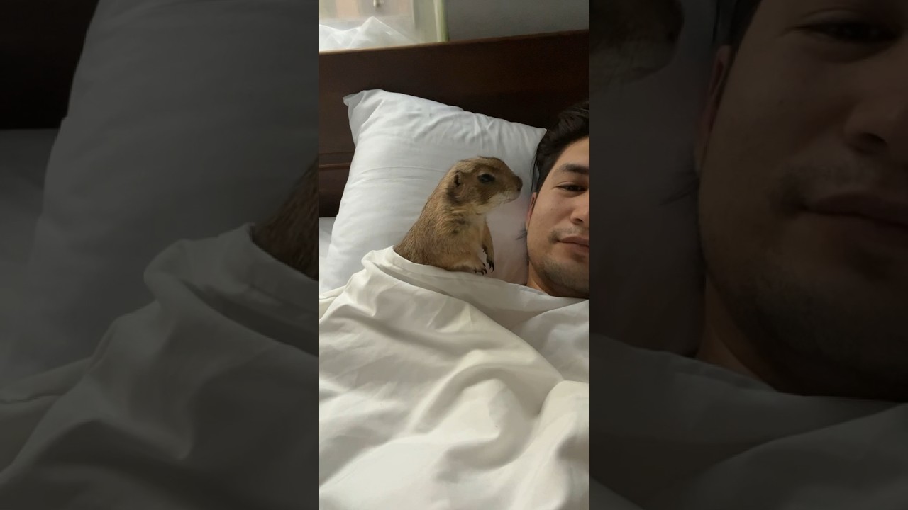 Time to Wake Up Poppy the Prairie Dog
