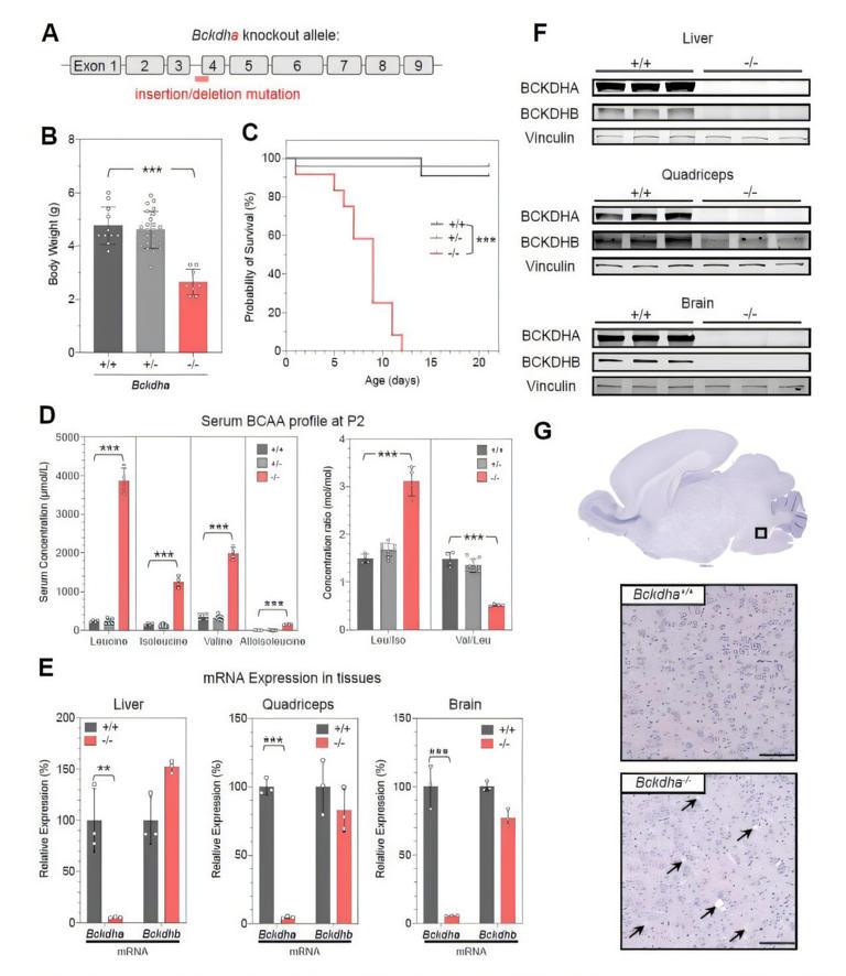 Gene therapy developed for maple syrup urine disease shows promise