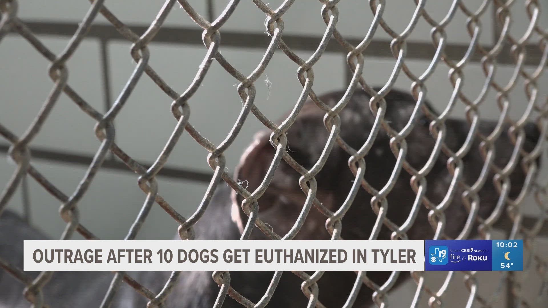 Animal advocates call for answers after 10 dogs are euthanized by Smith ...