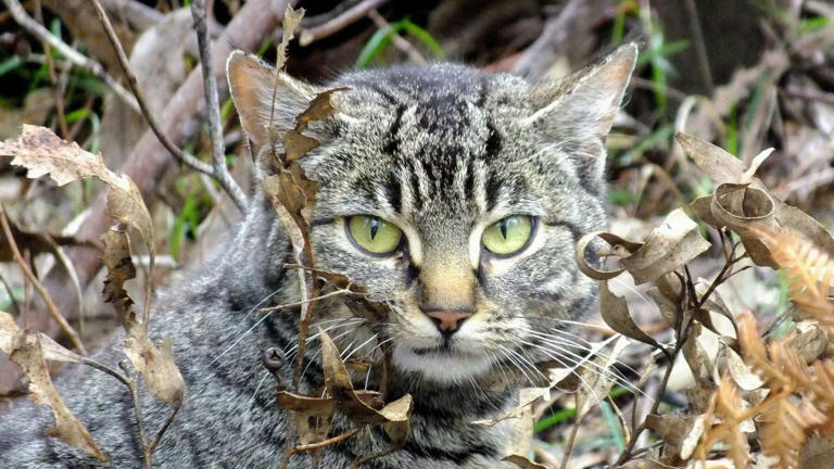 State plans to kill thousands of cats