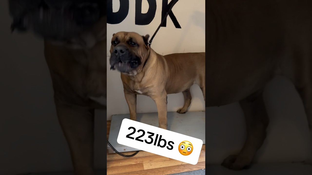 Is this dog really 100 pounds?