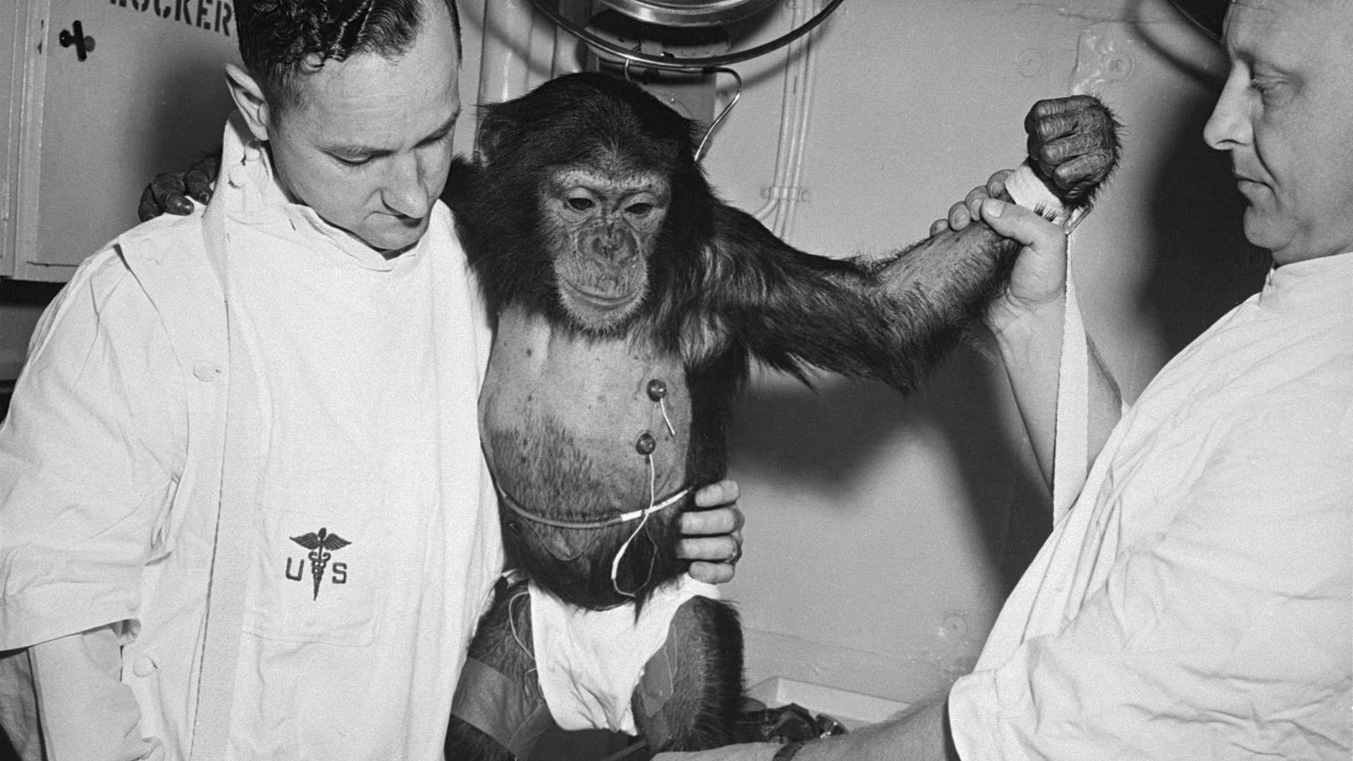 The Story of How Ham the Astrochimp Went to Space