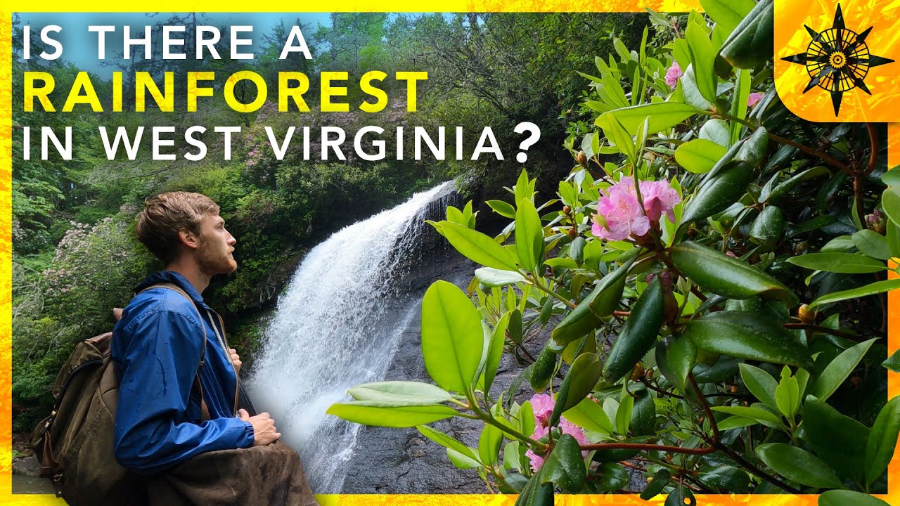 Is There A Rainforest In West Virginia