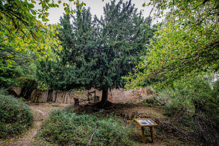 Eagles LB played through torn tricep during Super Bowl LIX