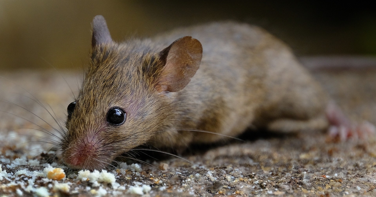 VIDEO: Scientists Shocked as Mouse Tries to Revive Unconscious Companion