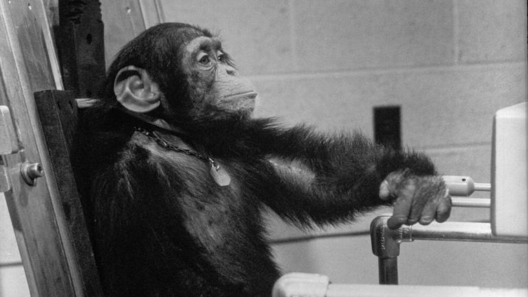 The Story of How Ham the Astrochimp Went to Space