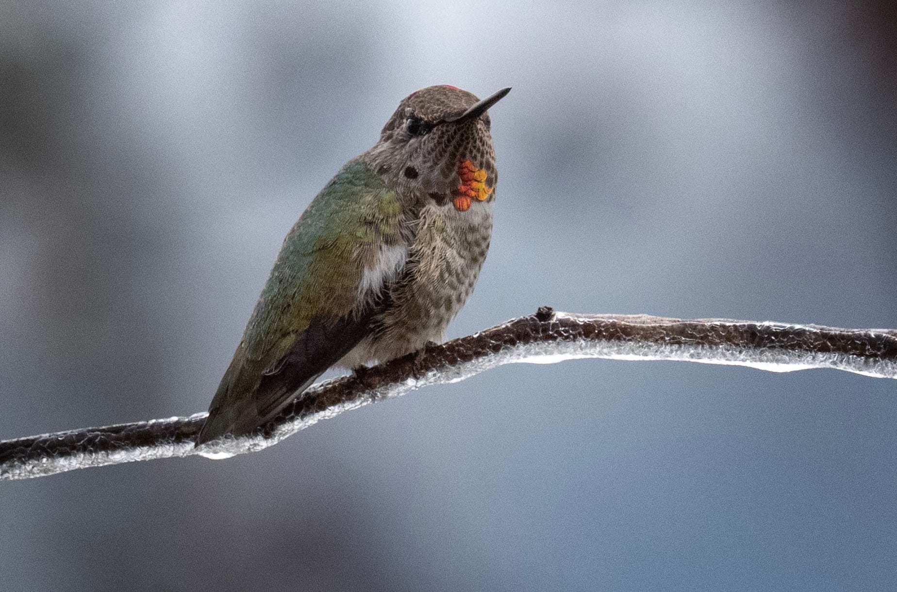 When will hummingbirds return to New Jersey? Track their migration with ...