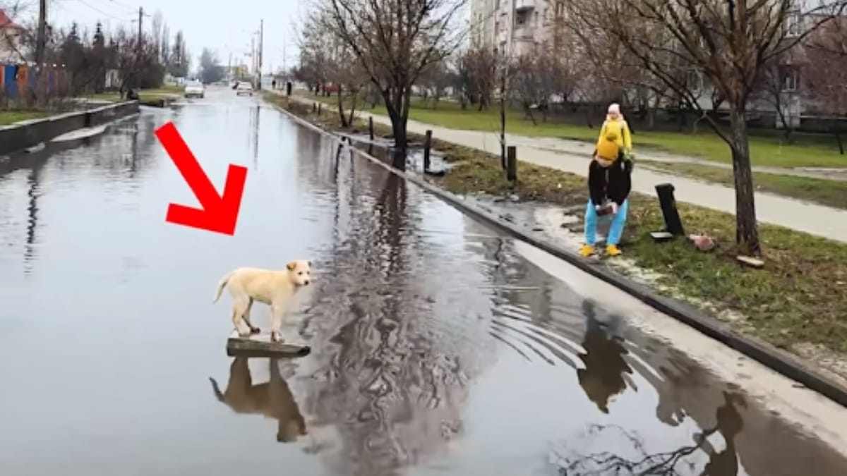 Perro desesperado en plena inundación: lo que hace el niño se vuelve ...