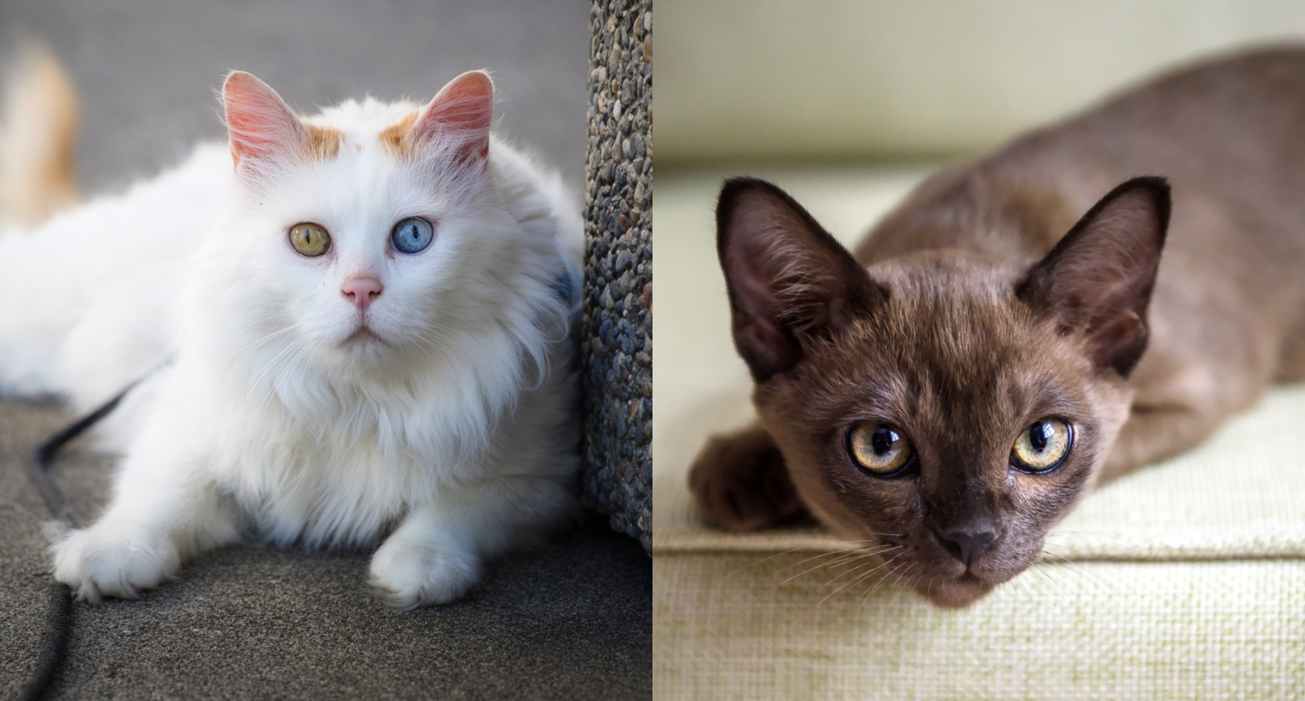 ¿De dónde provienen las razas de gato más queridas del mundo?