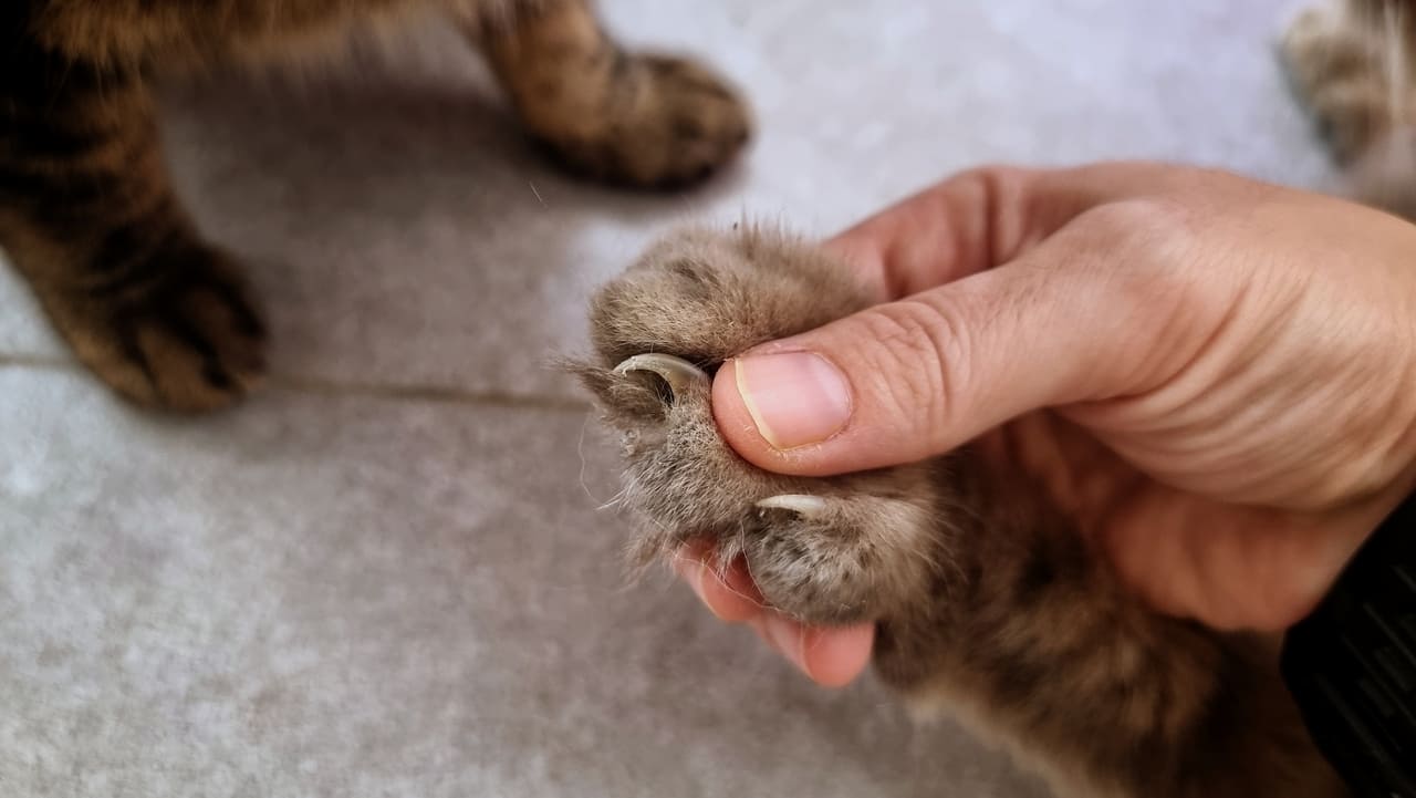 Maladie des griffes du chat : ganglions enflés, abcès, méningite... Est ...
