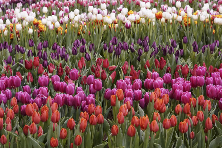 ‘Gardens of Tomorrow' bloom at 2025 Philadelphia Flower Show: Your guide